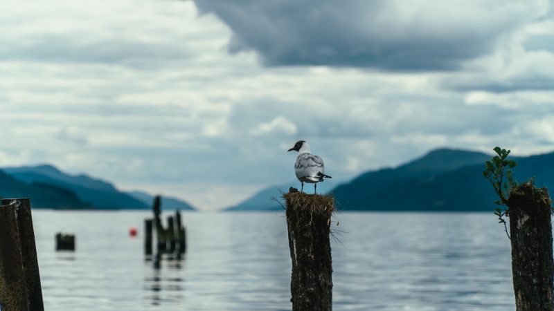 Dores Beach and Torr Point Walk | Visit Inverness Loch Ness Dores Beach and Torr Point Walk | Visit Inverness Loch Ness